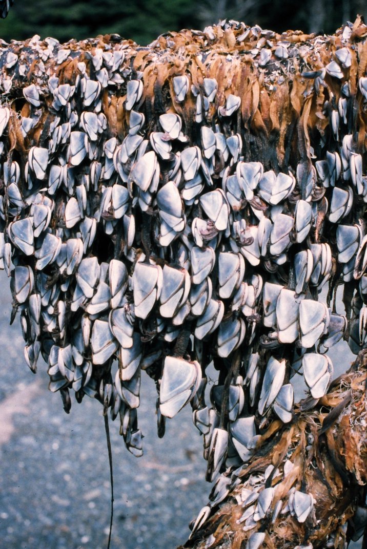 Barnacle Evolution I: Phylogeny Served Without Plates | Deep Sea News