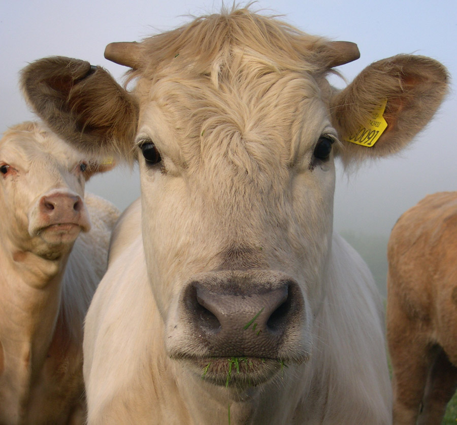 Cow_portrait – Deep Sea News