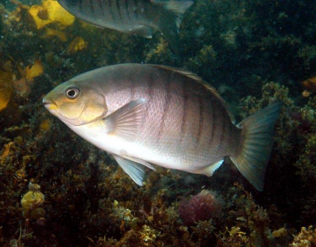 luderick – Deep Sea News