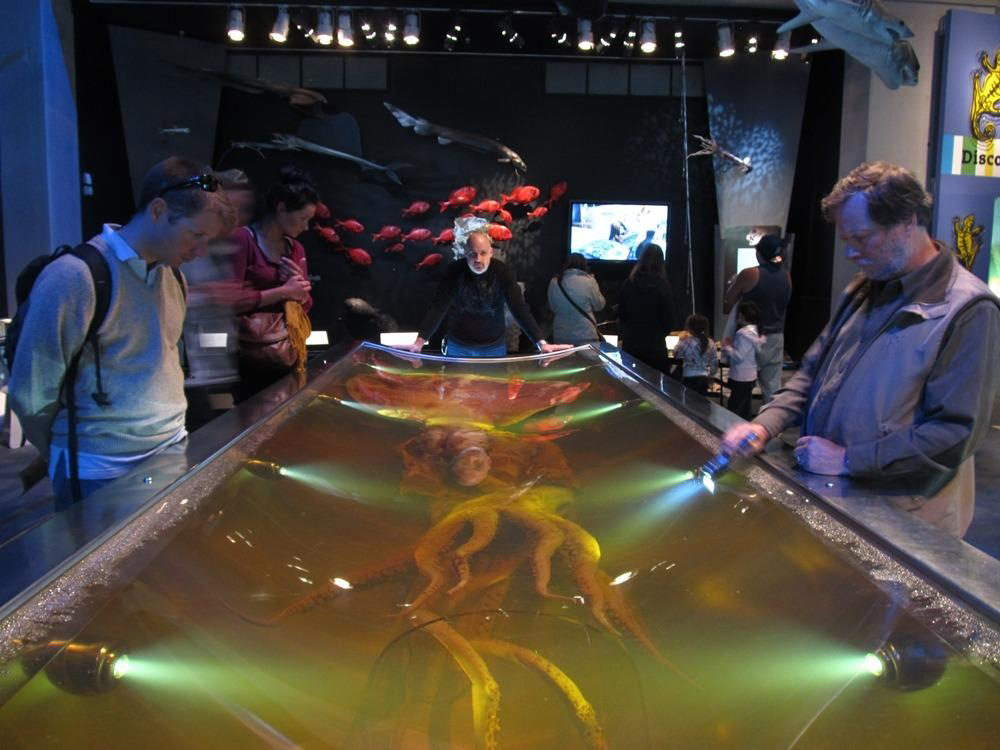 Colossal Squid | Deep Sea News