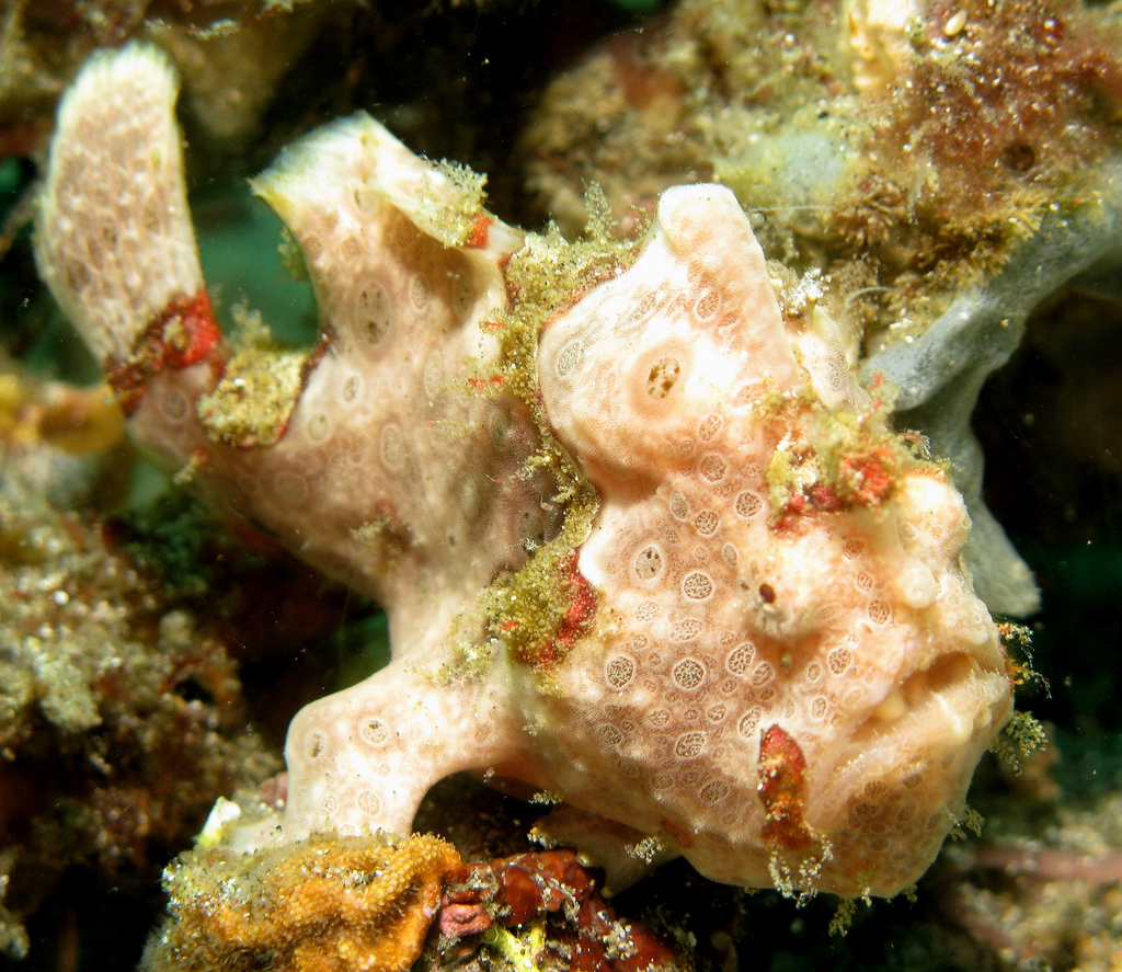 These are a few of my favorite species: Painted Frogfish | Deep Sea News