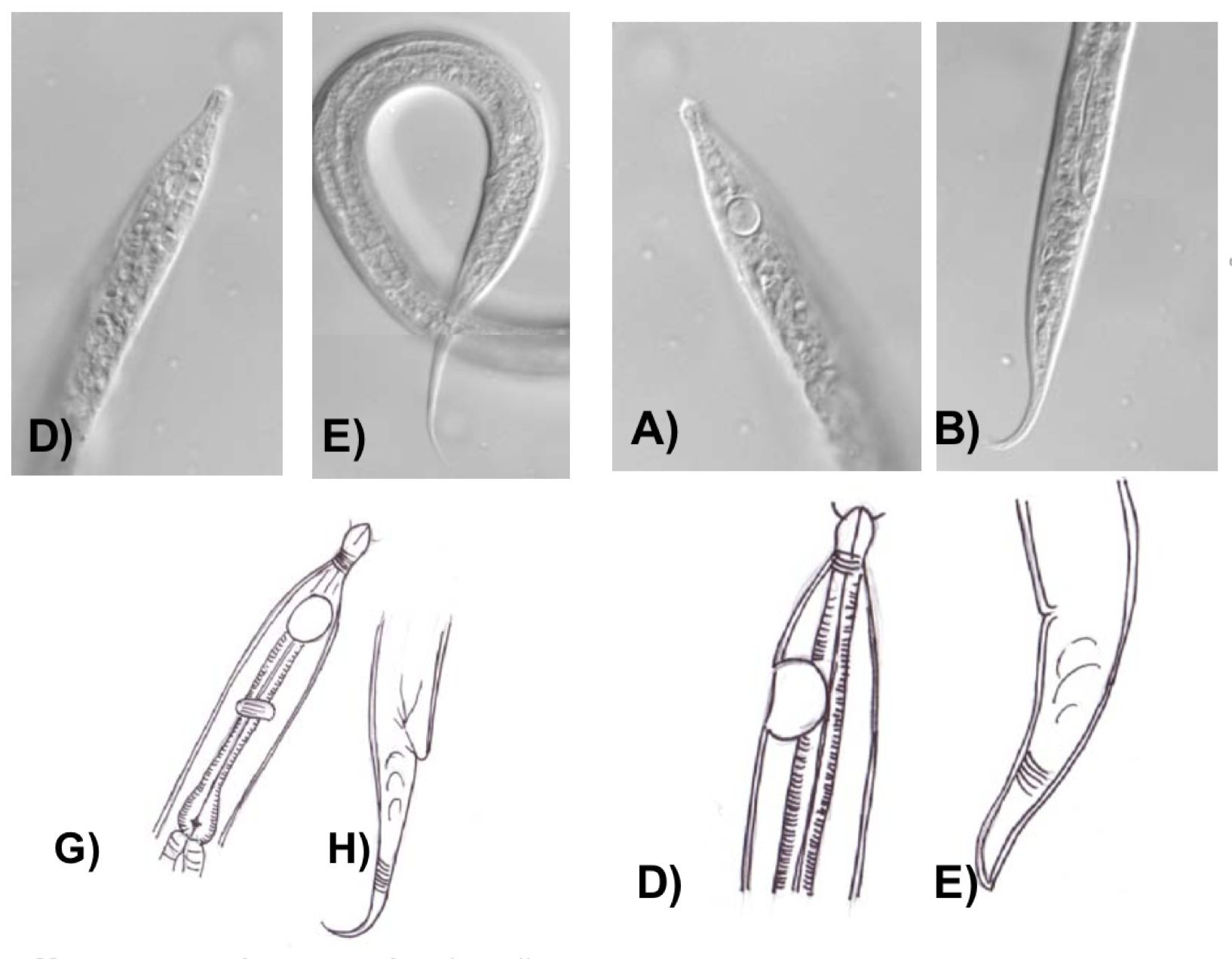 The weird sizes and exotic shapes of nematode worms | Deep Sea News