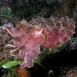 Coordinated Hunting in Red Devils | Deep Sea News