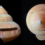 The masters of bling, carrier snails | Deep Sea News